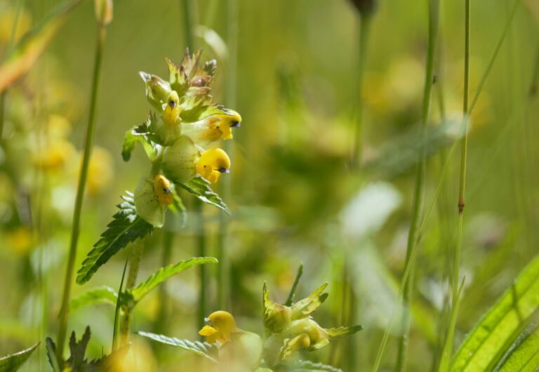 Yellow Rattle - Plantlife