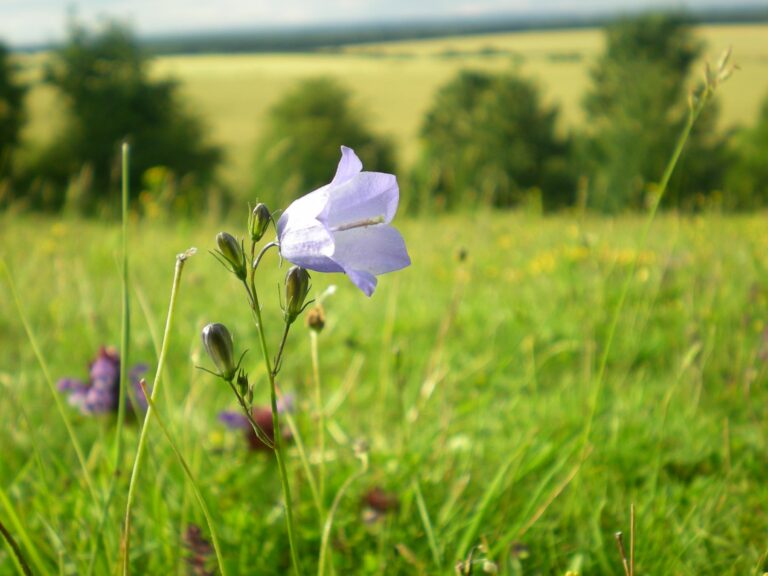 Harebell - Plantlife