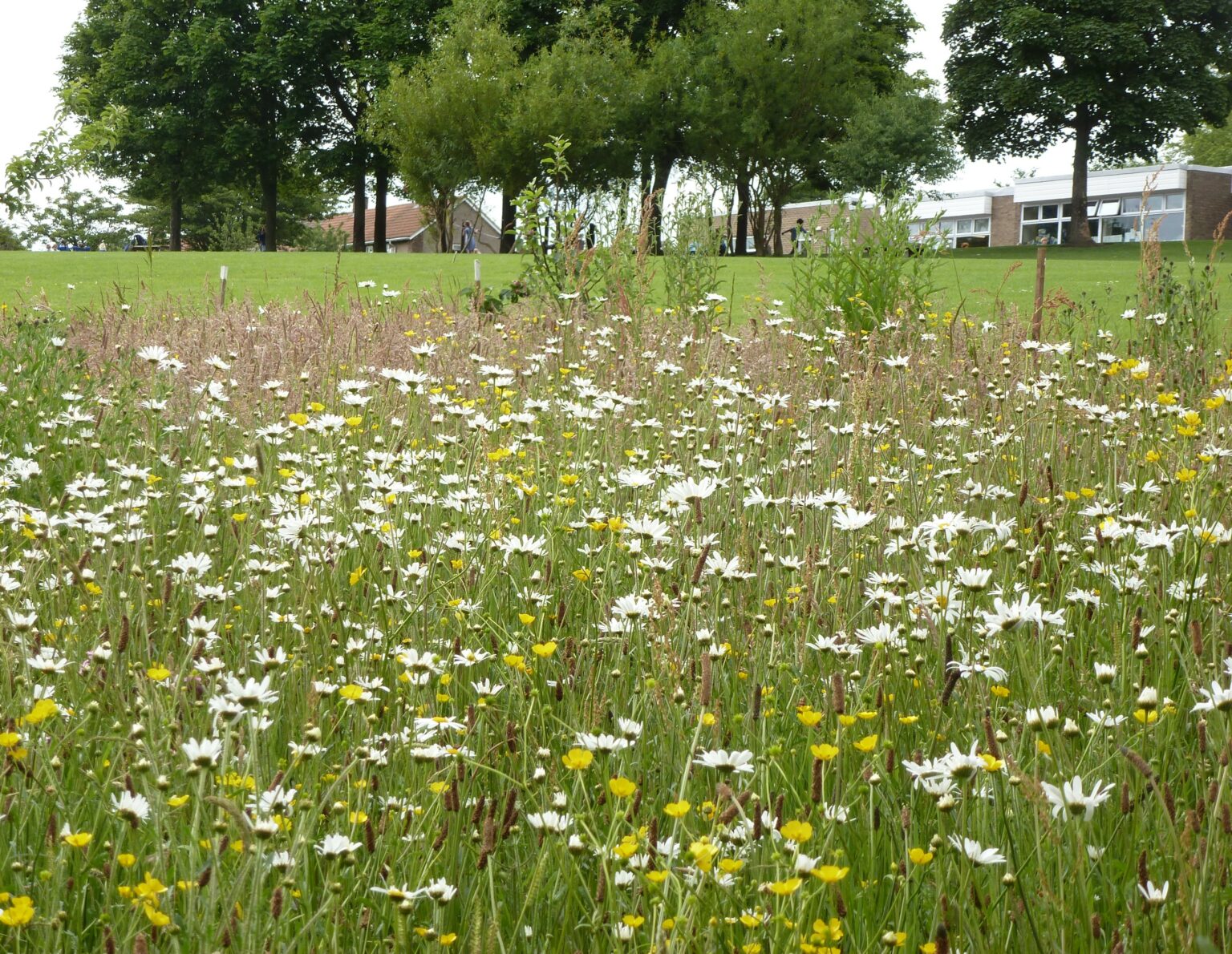 No Lawn? No Problem: 6 Ways to Join in with No Mow May - Plantlife