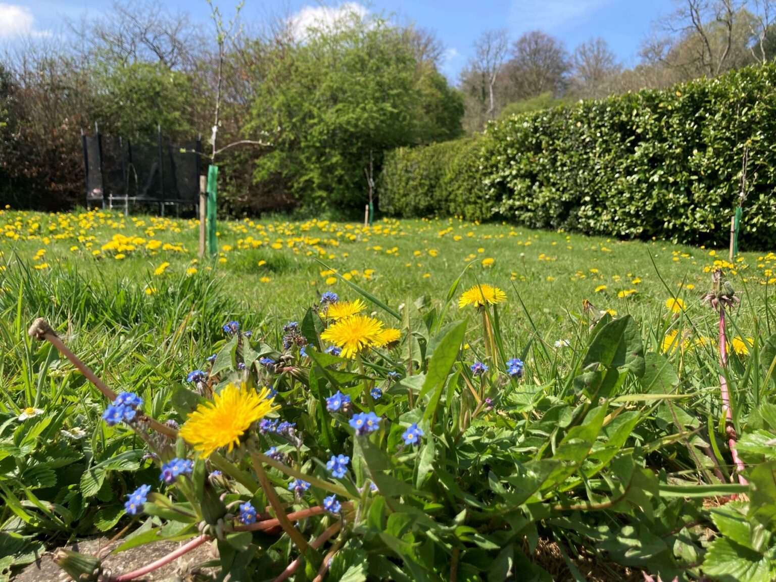 Plantlife’s No Mow Lawn Guide - Plantlife