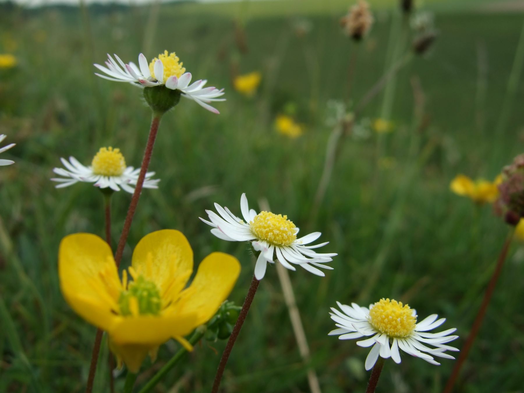 Daisy - Plantlife