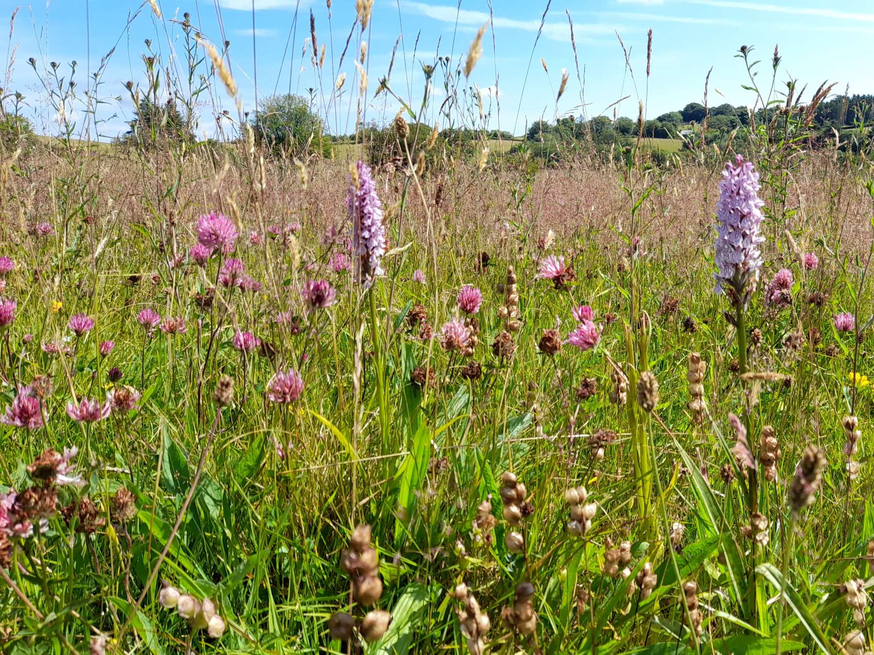 Welsh Nature Reserves to Visit this Spring - Plantlife