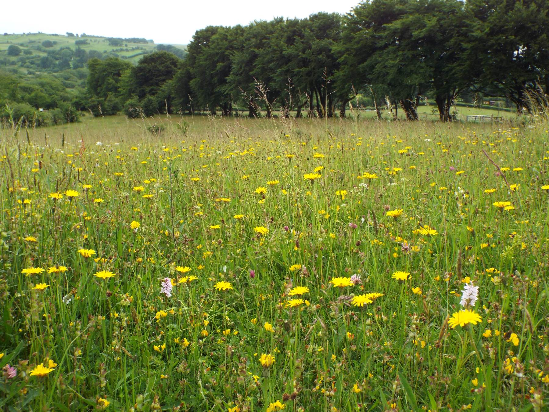 Welsh Nature Reserves to Visit this Spring - Plantlife