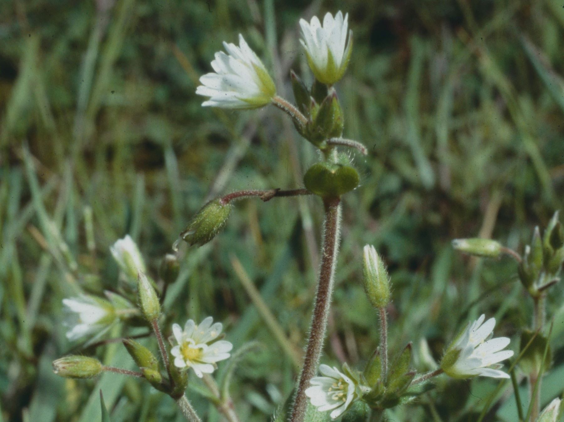 Common Mouse-ear - Plantlife