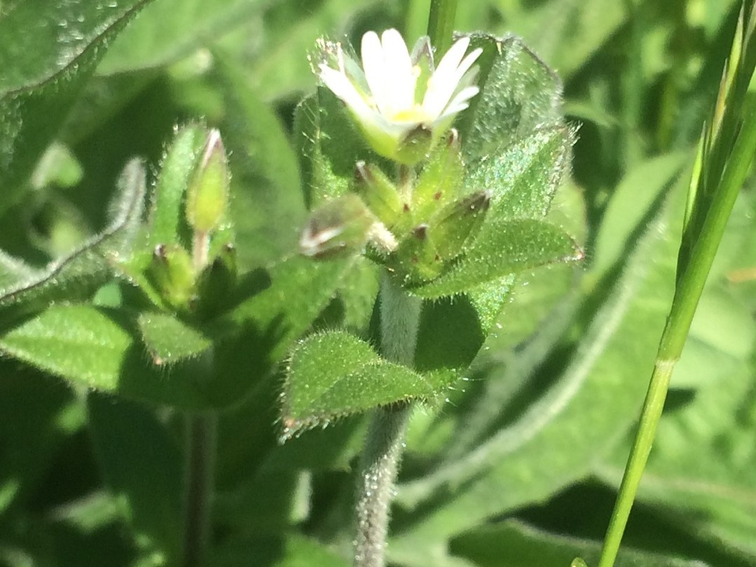 Common Mouse-ear - Plantlife