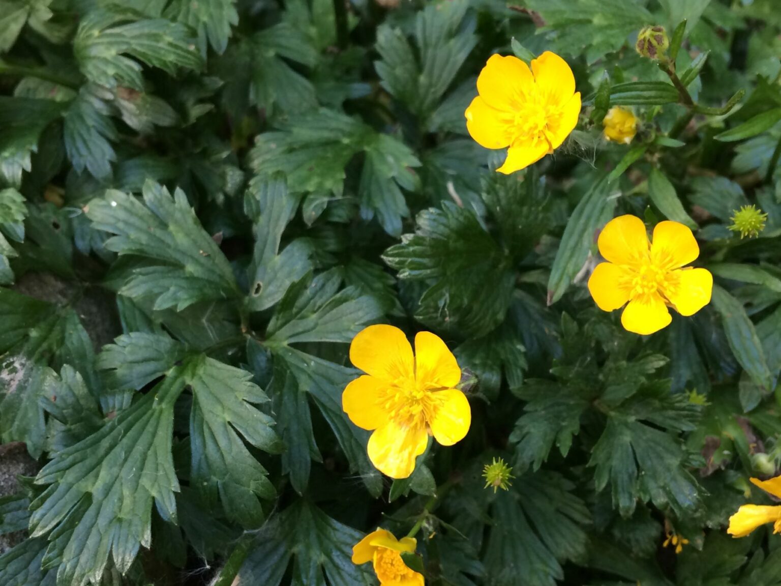 Creeping Buttercup - Plantlife