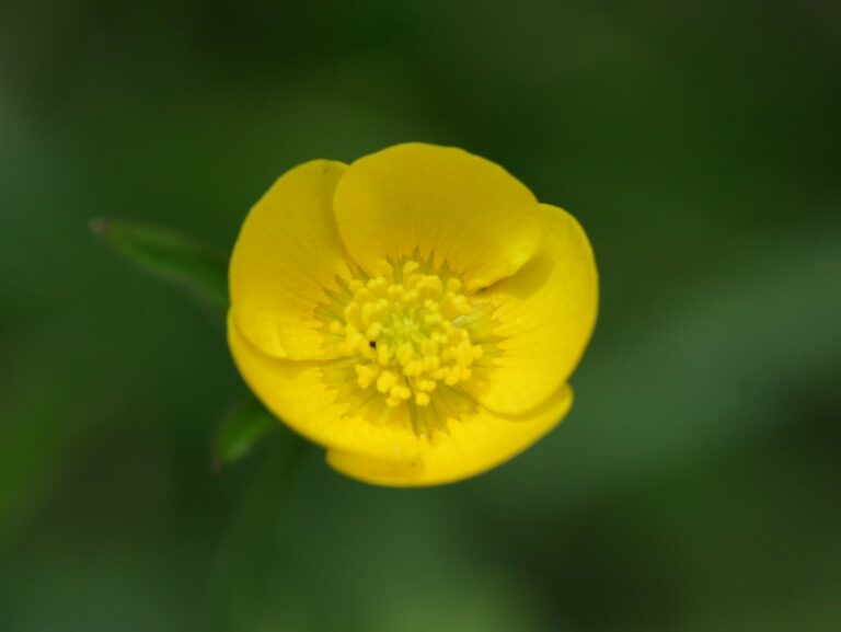 Creeping Buttercup - Plantlife