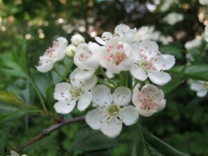 Remembering Calan Mai: Wales' Traditional May Day Festival - Plantlife