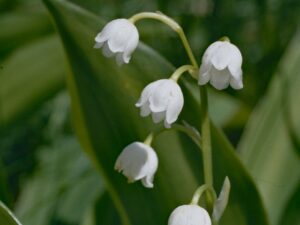 Remembering Calan Mai: Wales' Traditional May Day Festival - Plantlife