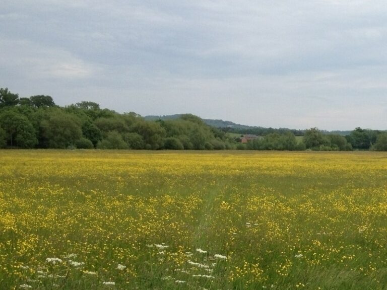 How to Manage a Meadow - Plantlife