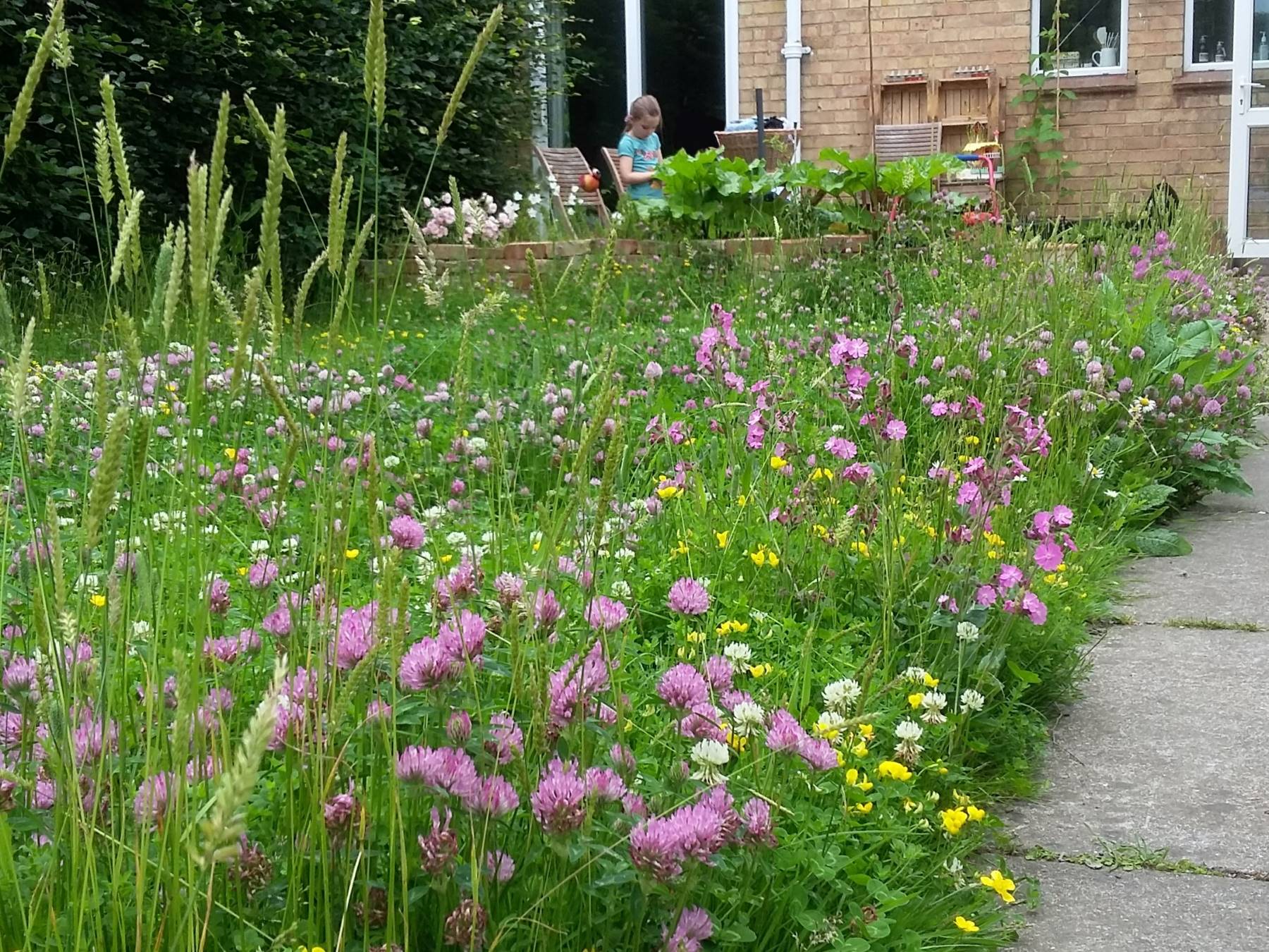 Let it Bloom June: No Mow May is Over, What’s Next? - Plantlife