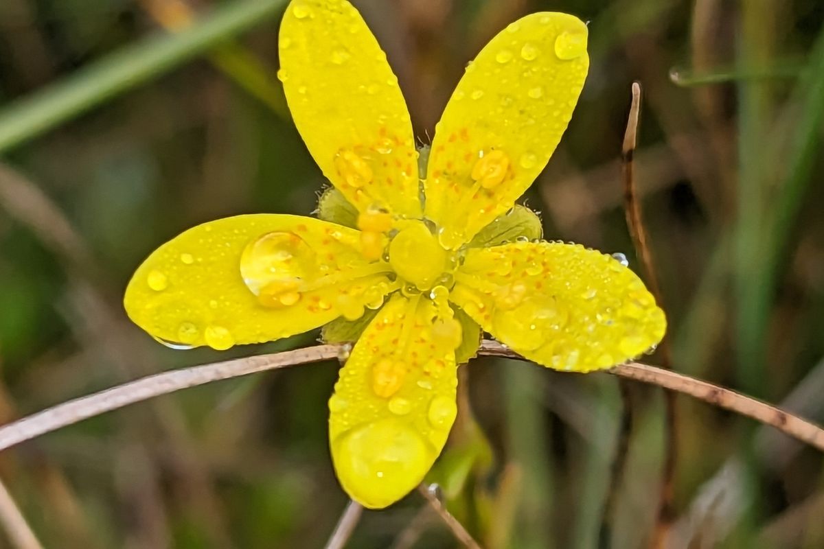 Munsary Peatland Nature Reserve - Plantlife