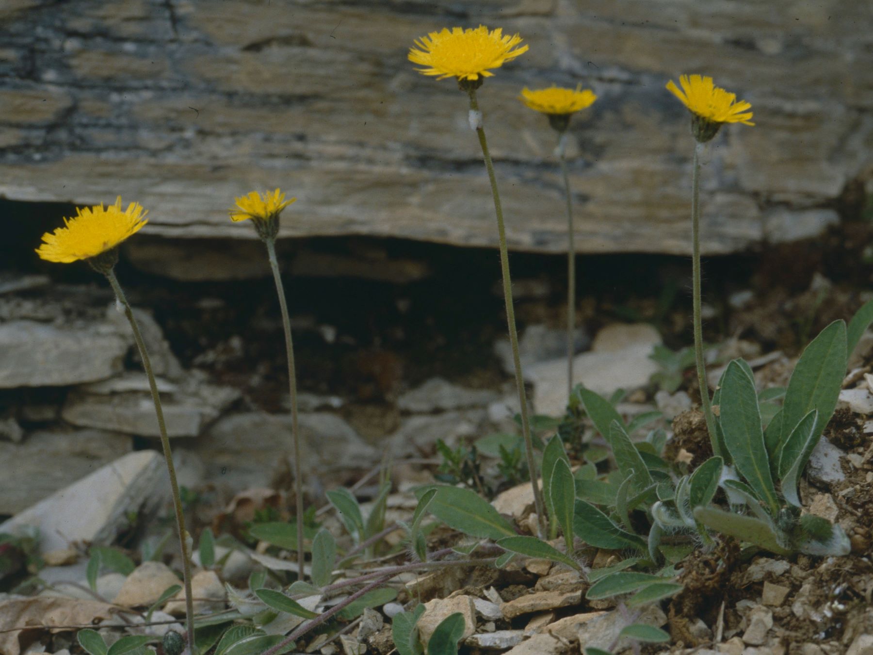 Mouse-ear Hawkweed - Plantlife