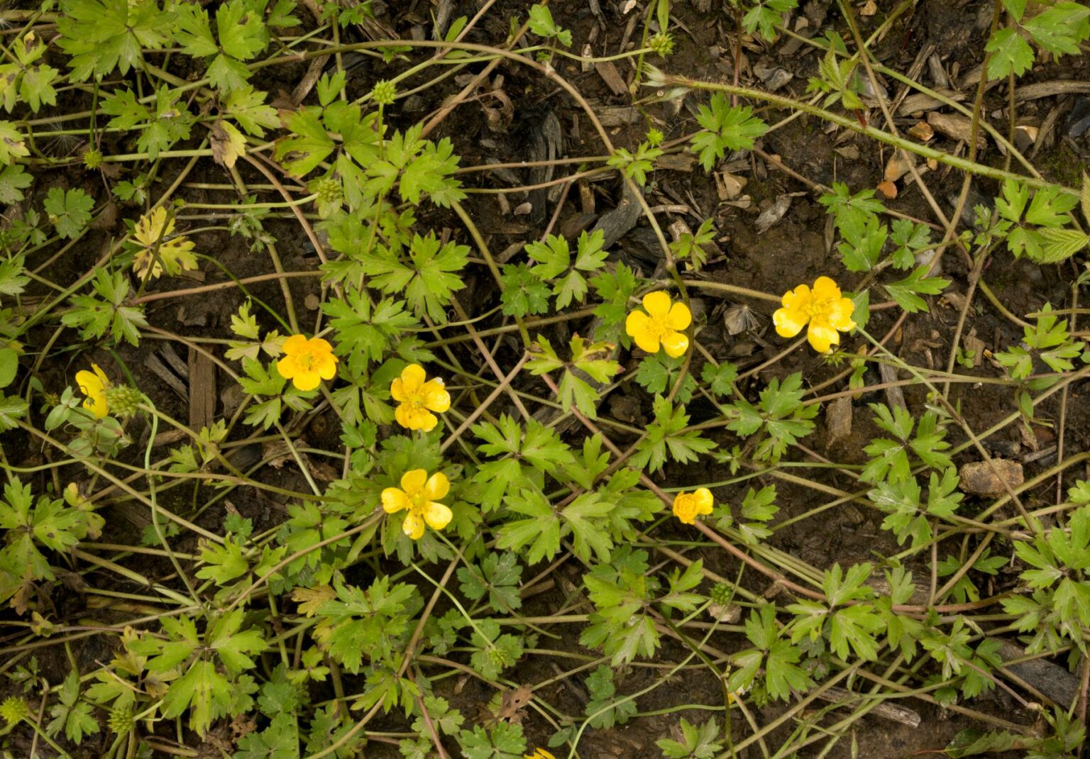 Creeping Buttercup - Plantlife