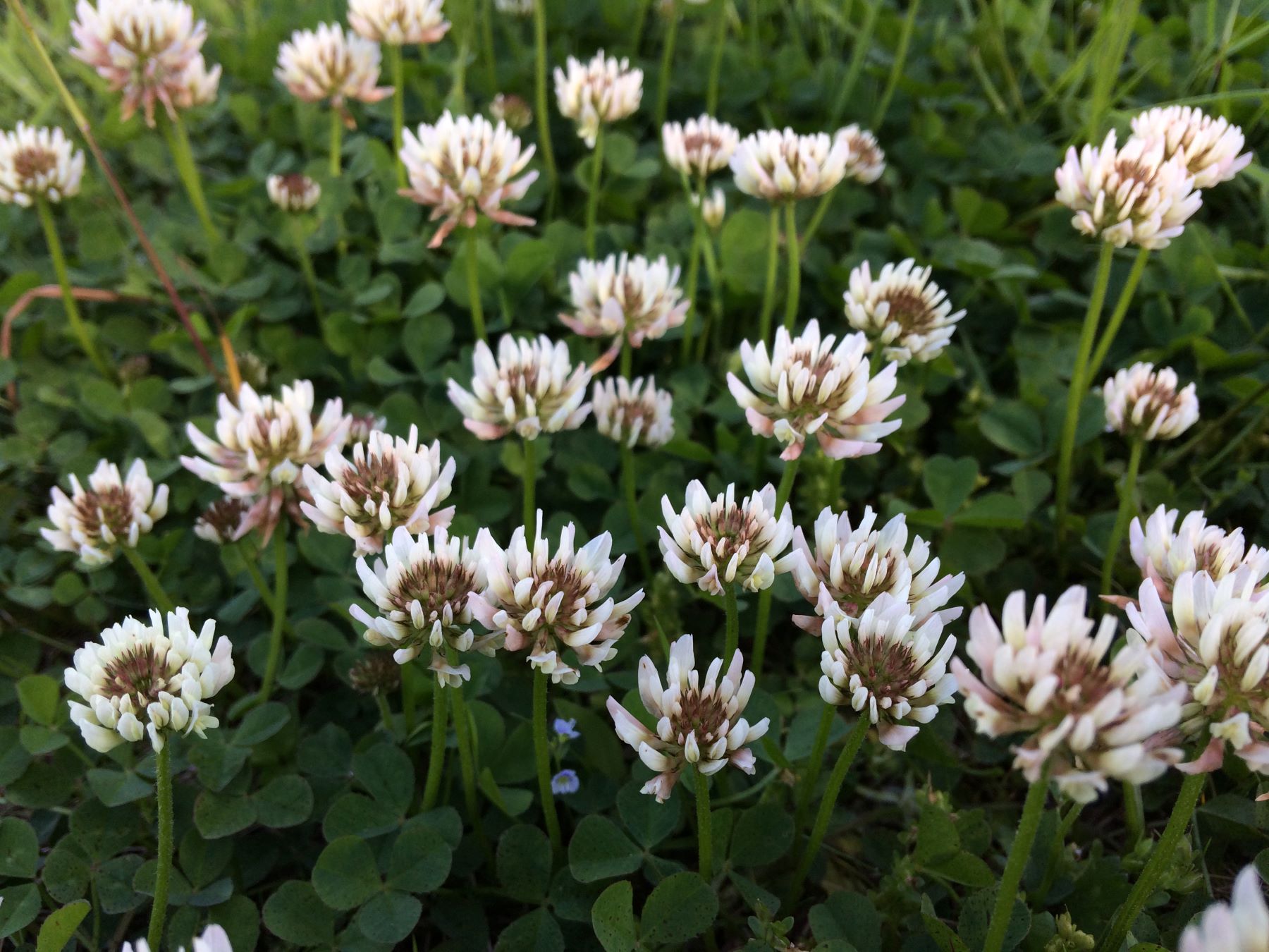 White Clover - Plantlife