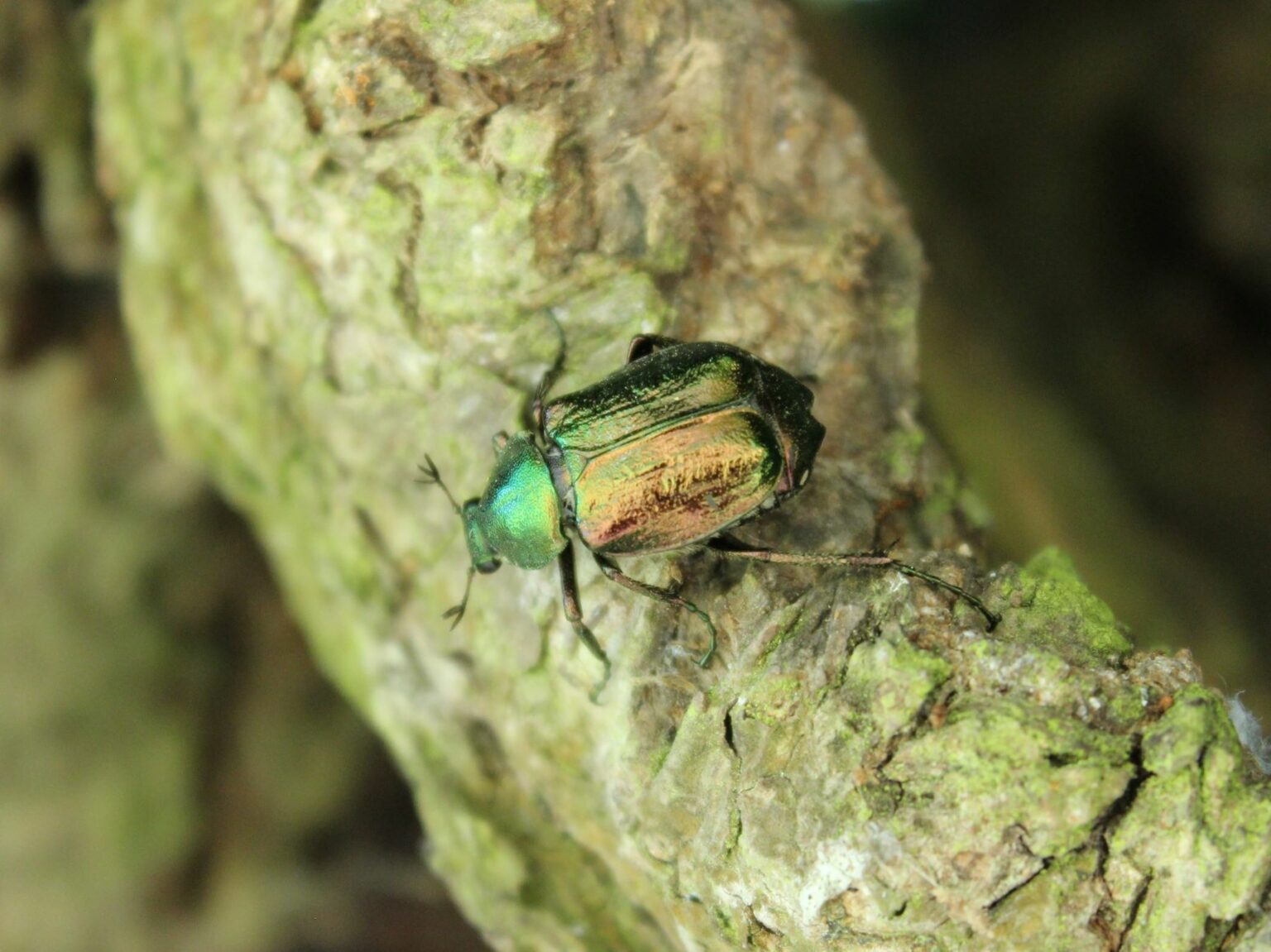 Saving the Noble Chafer Beetle at Joans Hill Farm - Plantlife