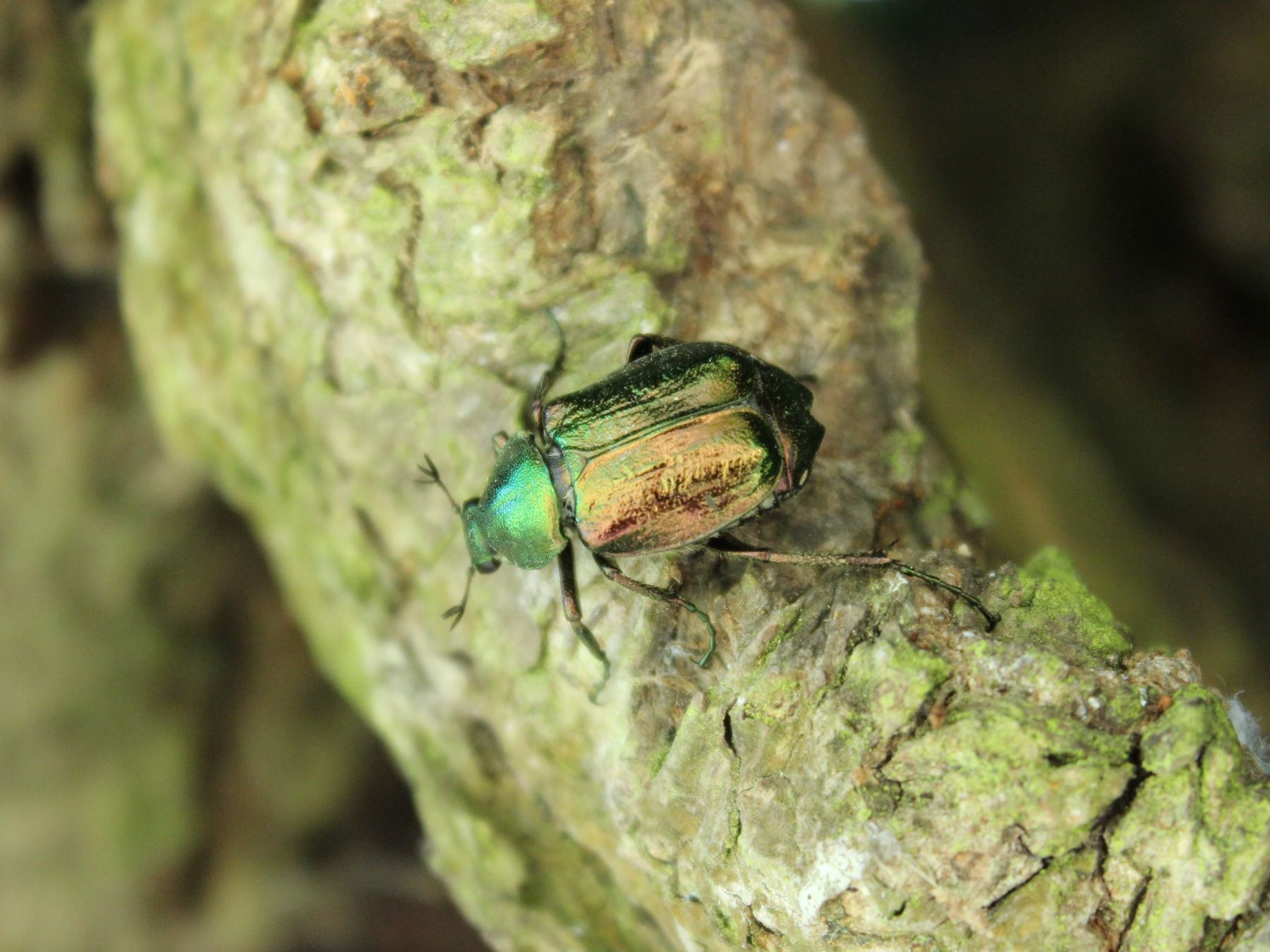 Saving the Noble Chafer Beetle at Joans Hill Farm - Plantlife