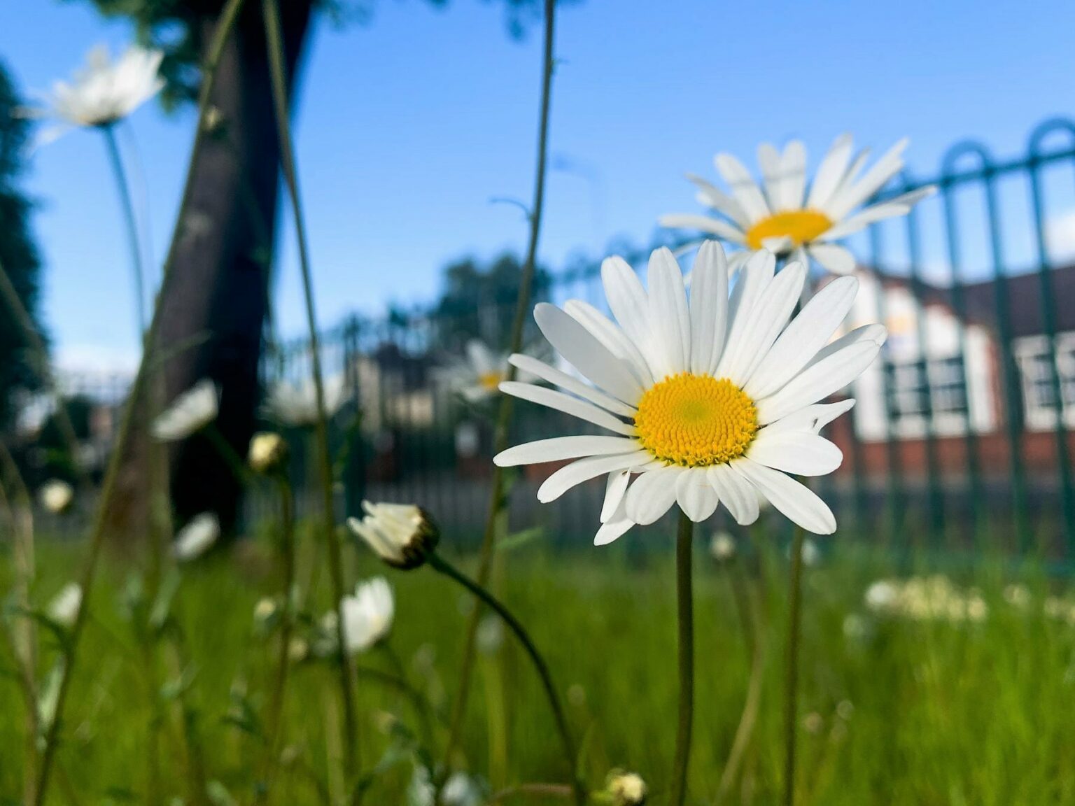 Oxeye Daisy - Plantlife