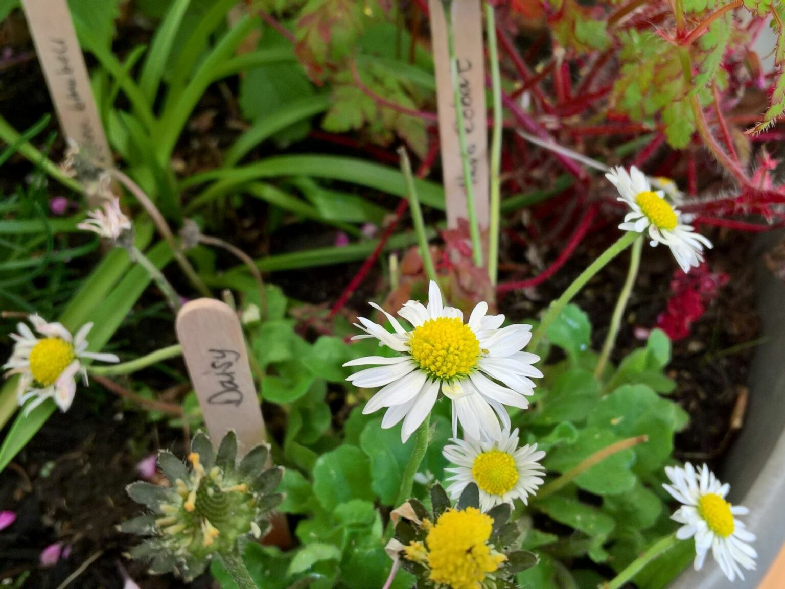 Let it Bloom June: What Happens After No Mow May? - Plantlife