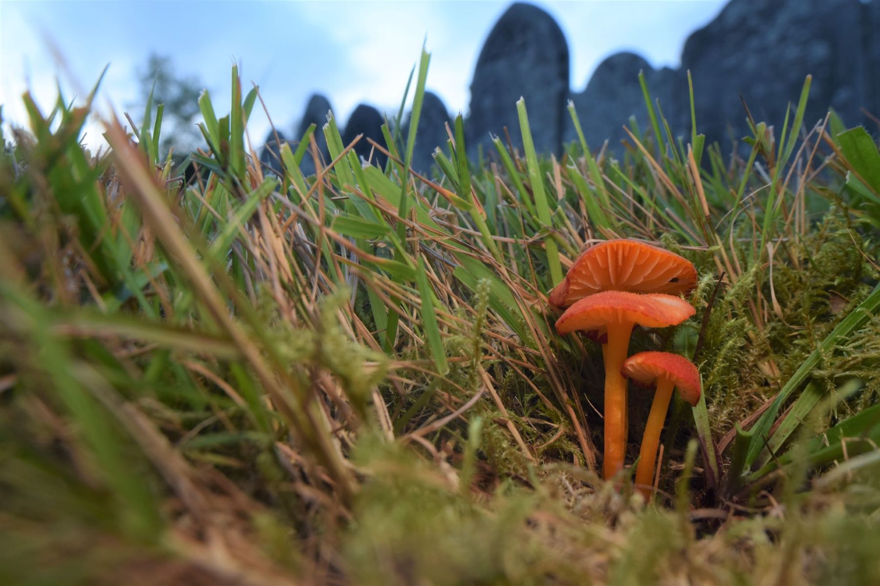 How to Find and Identify Waxcap Fungi - Plantlife