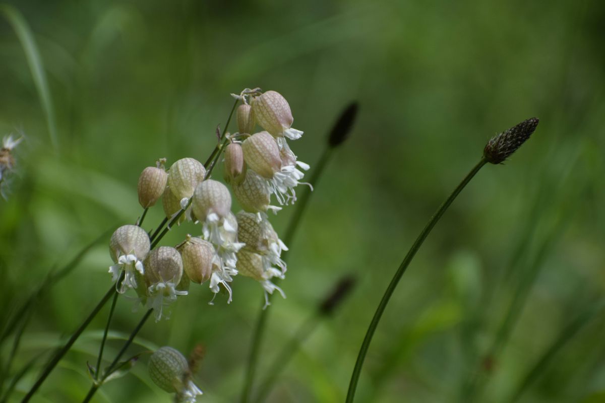 Ranscombe Farm Nature Reserve - Plantlife