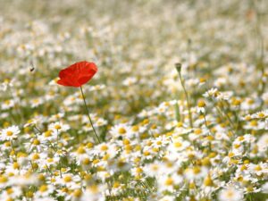 Ranscombe Farm Nature Reserve - Plantlife