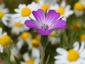 Ranscombe Farm Nature Reserve - Plantlife
