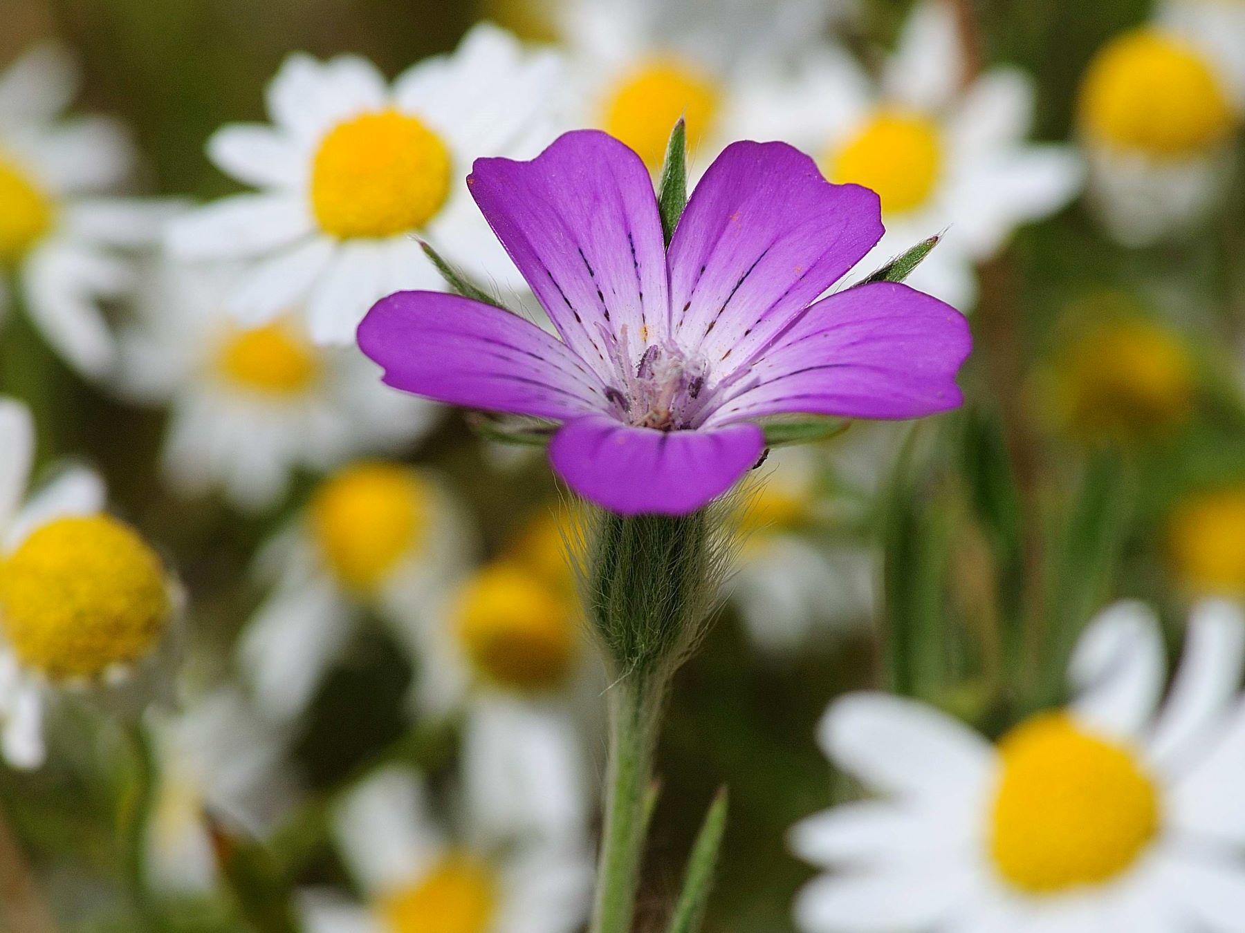Ranscombe Farm Nature Reserve - Plantlife