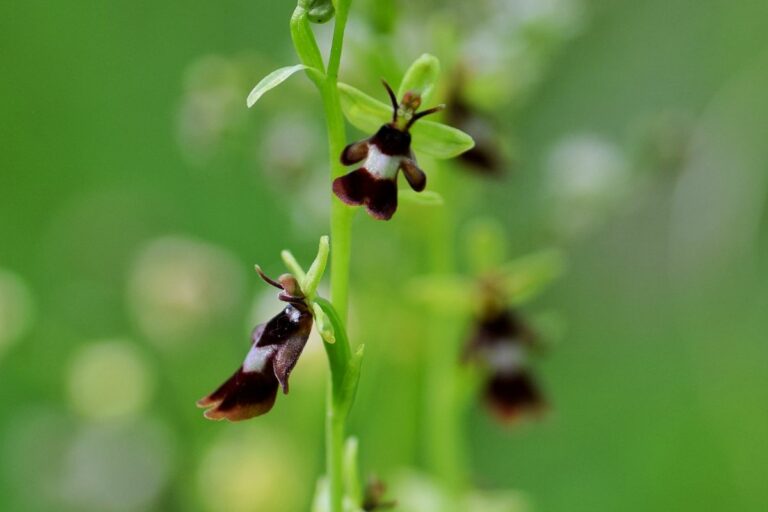 Ranscombe Farm Nature Reserve - Plantlife