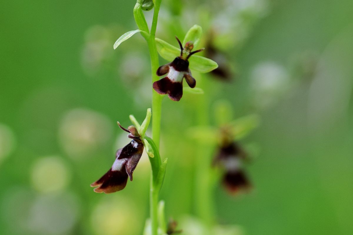 Ranscombe Farm Nature Reserve - Plantlife