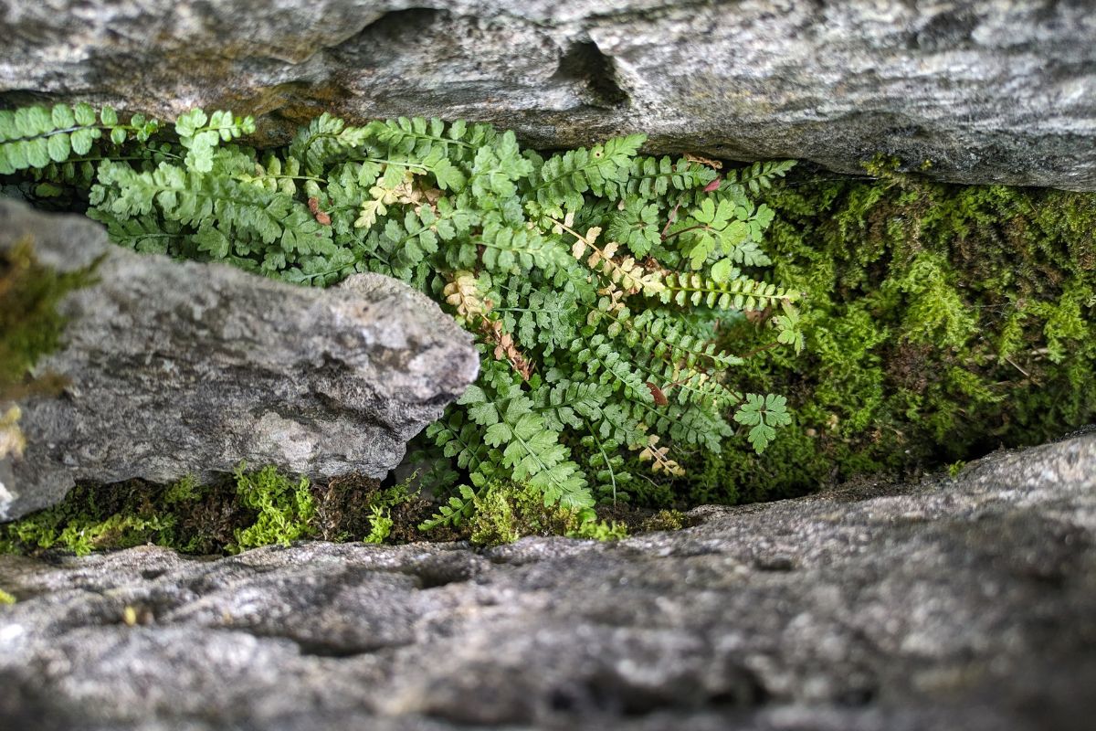 Winskill Stones Nature Reserve - Plantlife