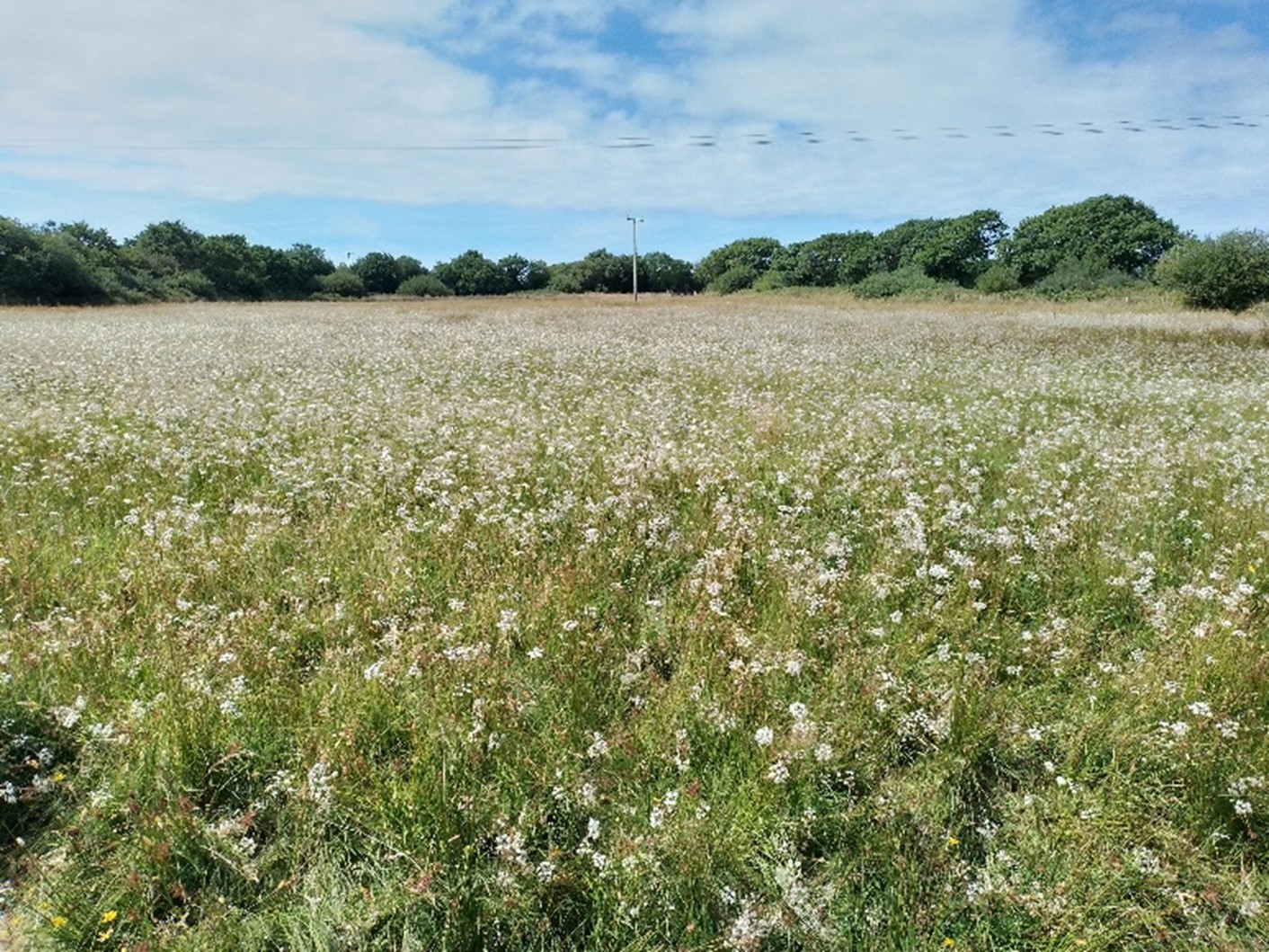 Greena Moor Nature Reserve - Plantlife