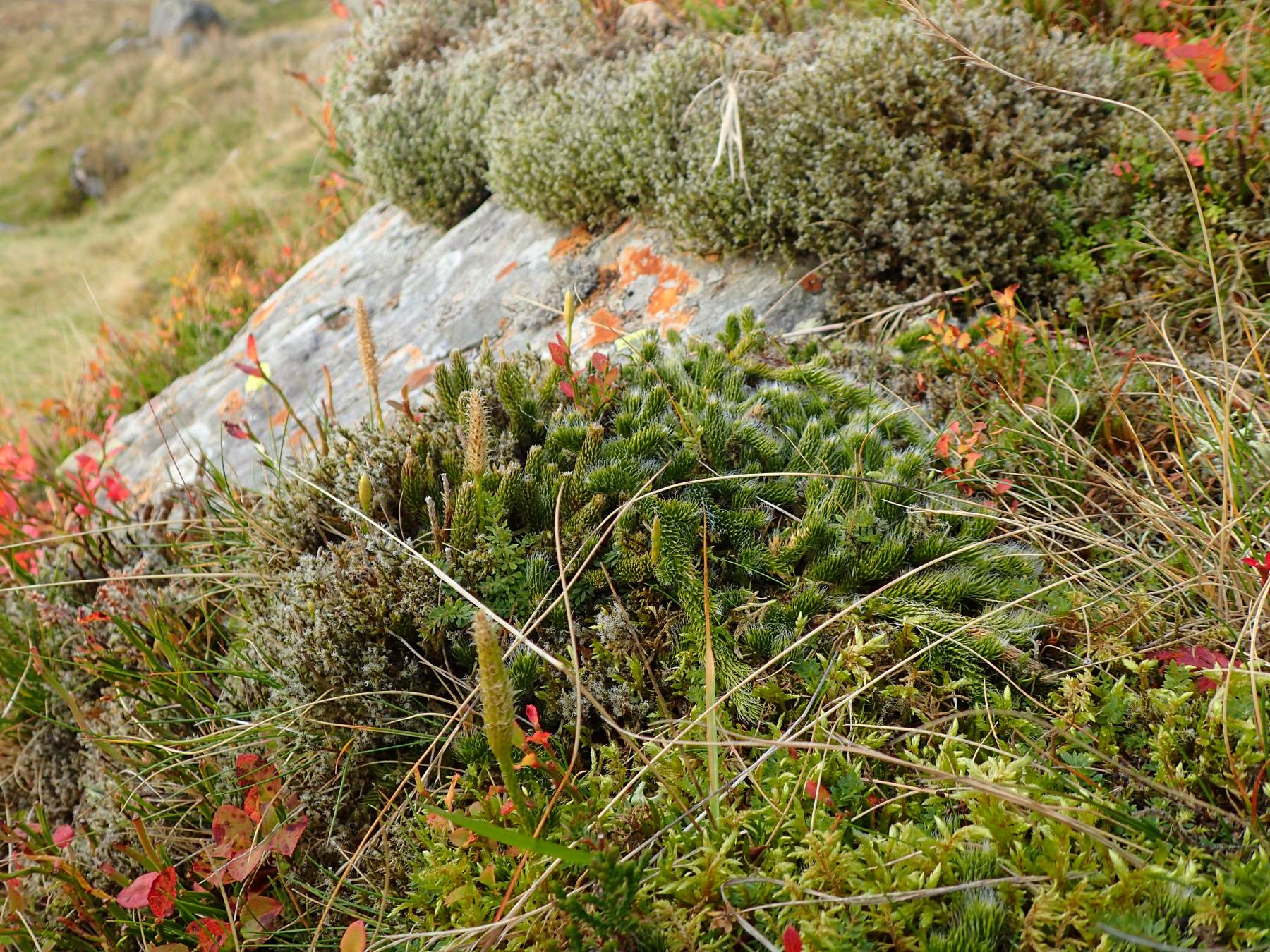 A Six Clubmoss Day: New Species Discovered in Wales - Plantlife