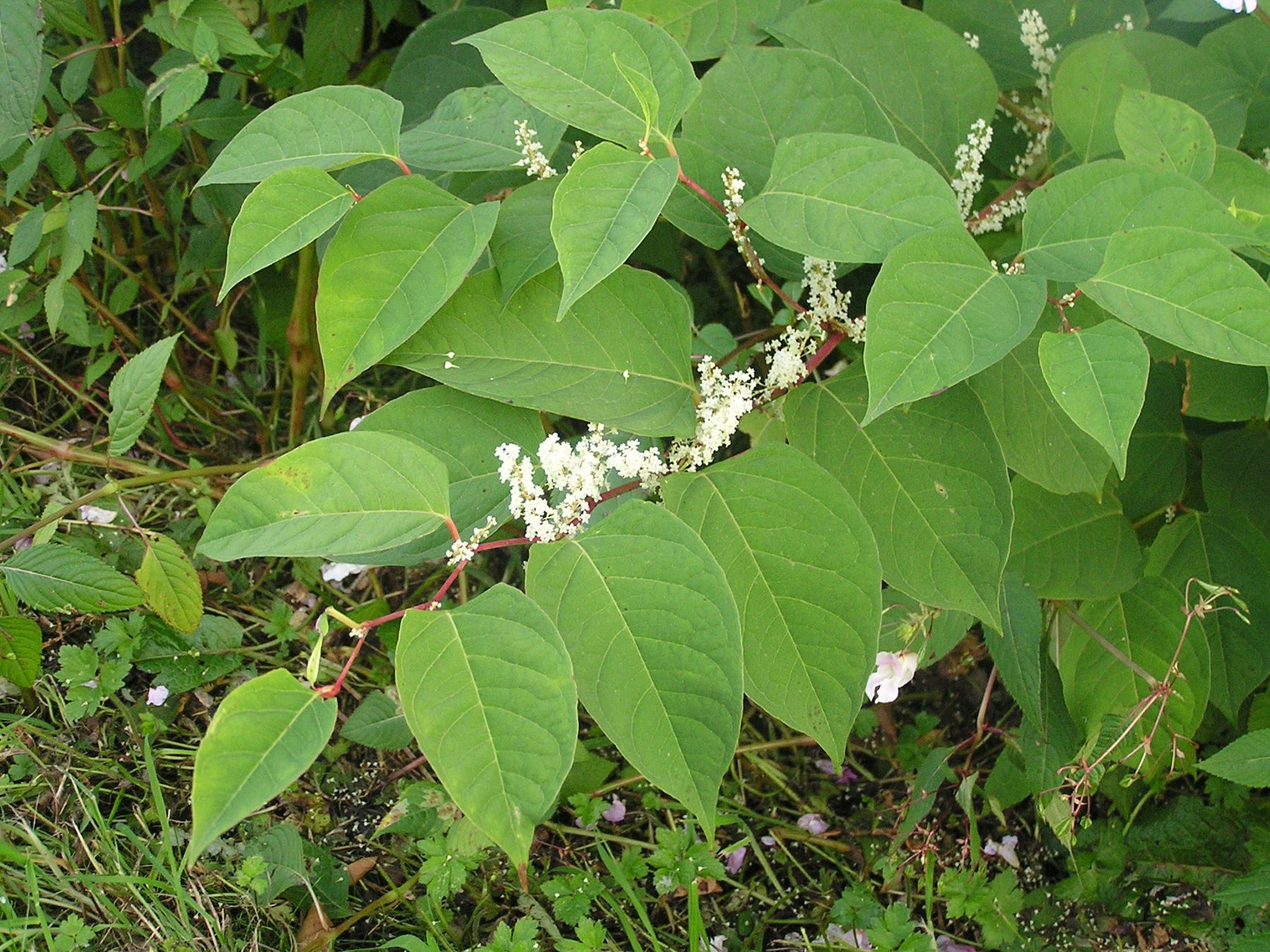What are Invasive Plant Species? Why Should we be Concerned? - Plantlife