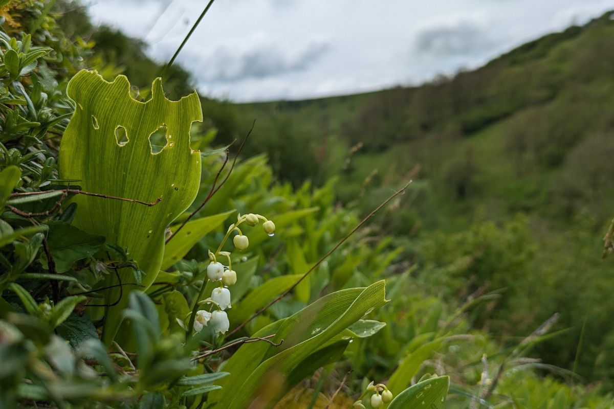 Deep Dale Nature Reserve - Plantlife