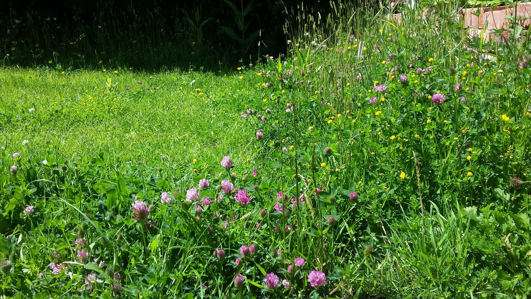 How to Grow a Wildflower Meadow - Plantlife