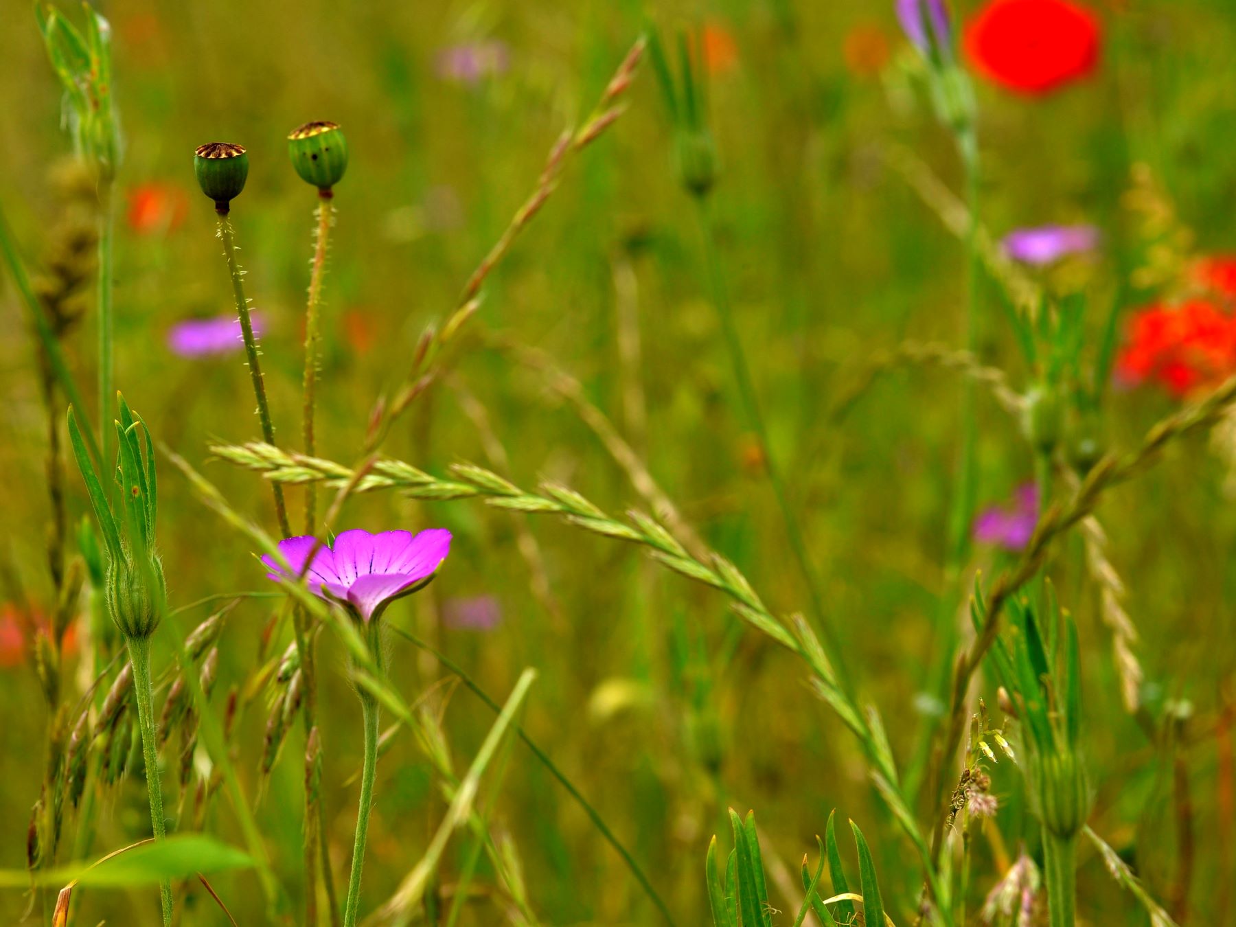 Ranscombe Farm Nature Reserve - Plantlife