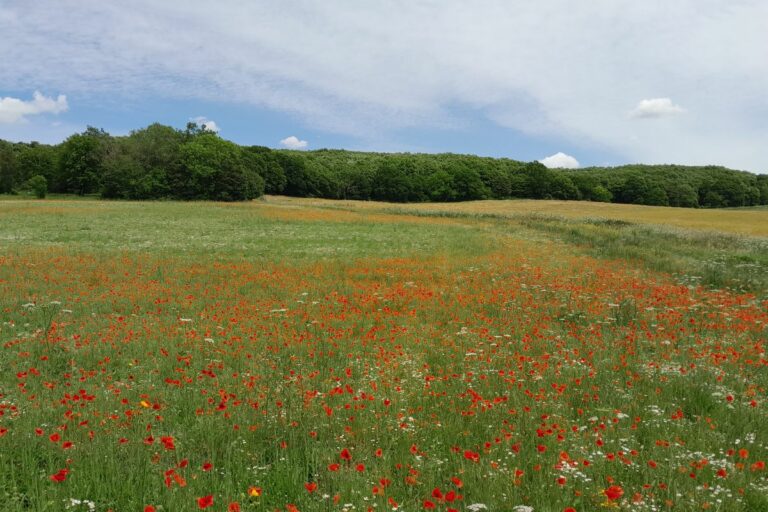Ranscombe Farm Nature Reserve - Plantlife