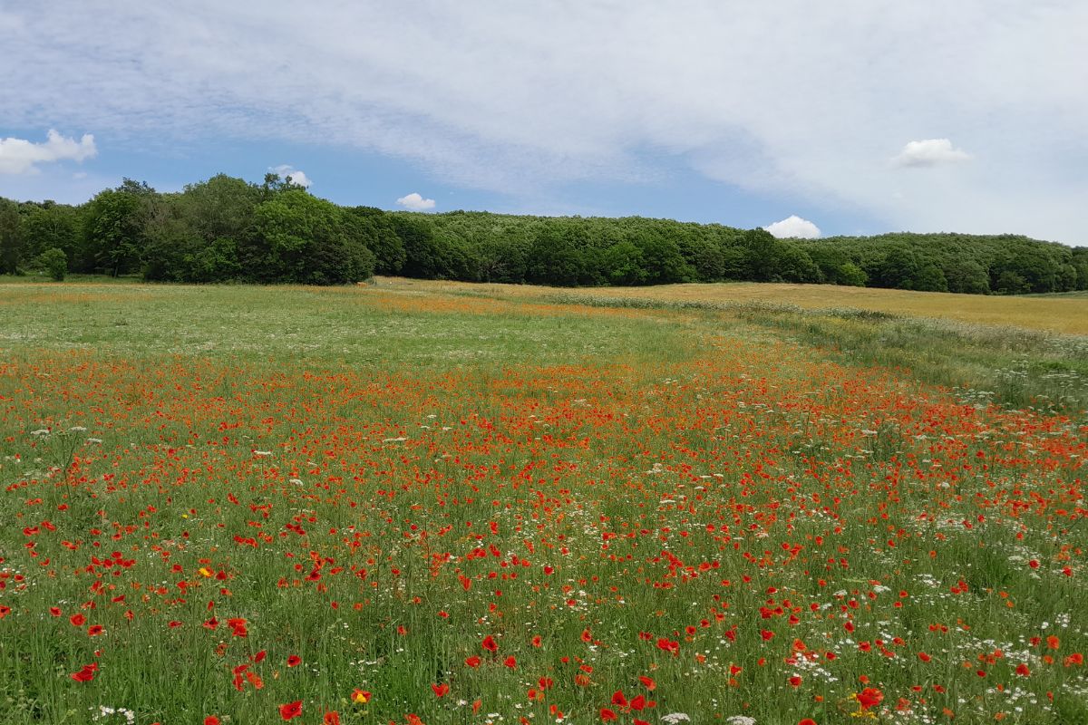 Ranscombe Farm Nature Reserve - Plantlife