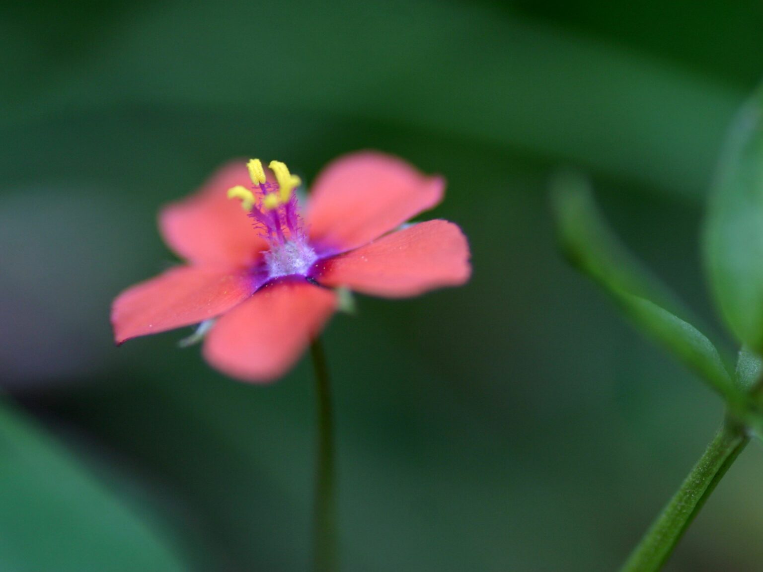 Ranscombe Farm Nature Reserve - Plantlife