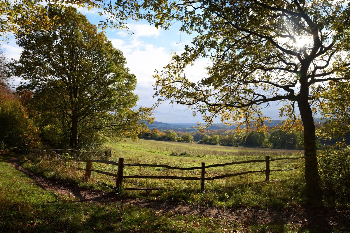 Ranscombe Farm Nature Reserve - Plantlife