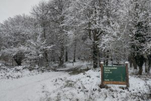 Ranscombe Farm Nature Reserve - Plantlife