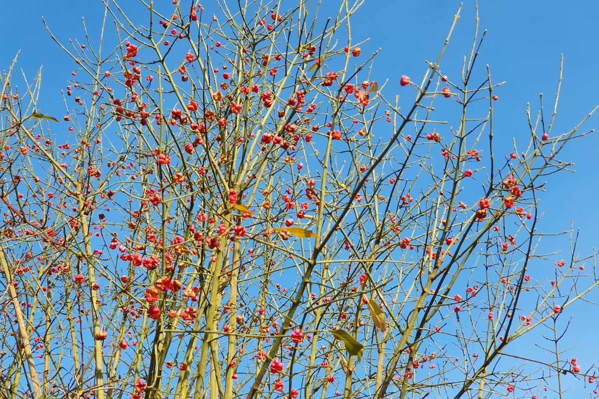 Joan's Hill Farm Nature Reserve - Plantlife