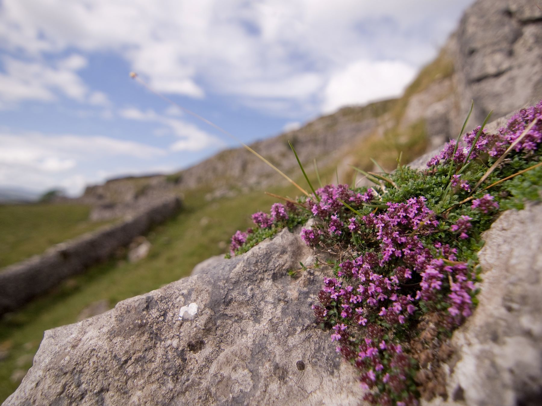 Winskill Stones Nature Reserve - Plantlife