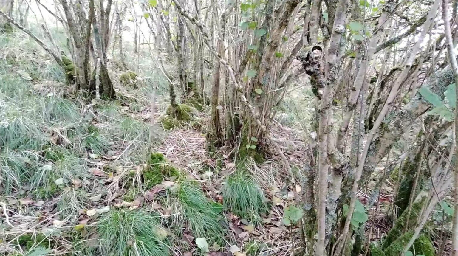 Managing Temperate Rainforest - Plantlife