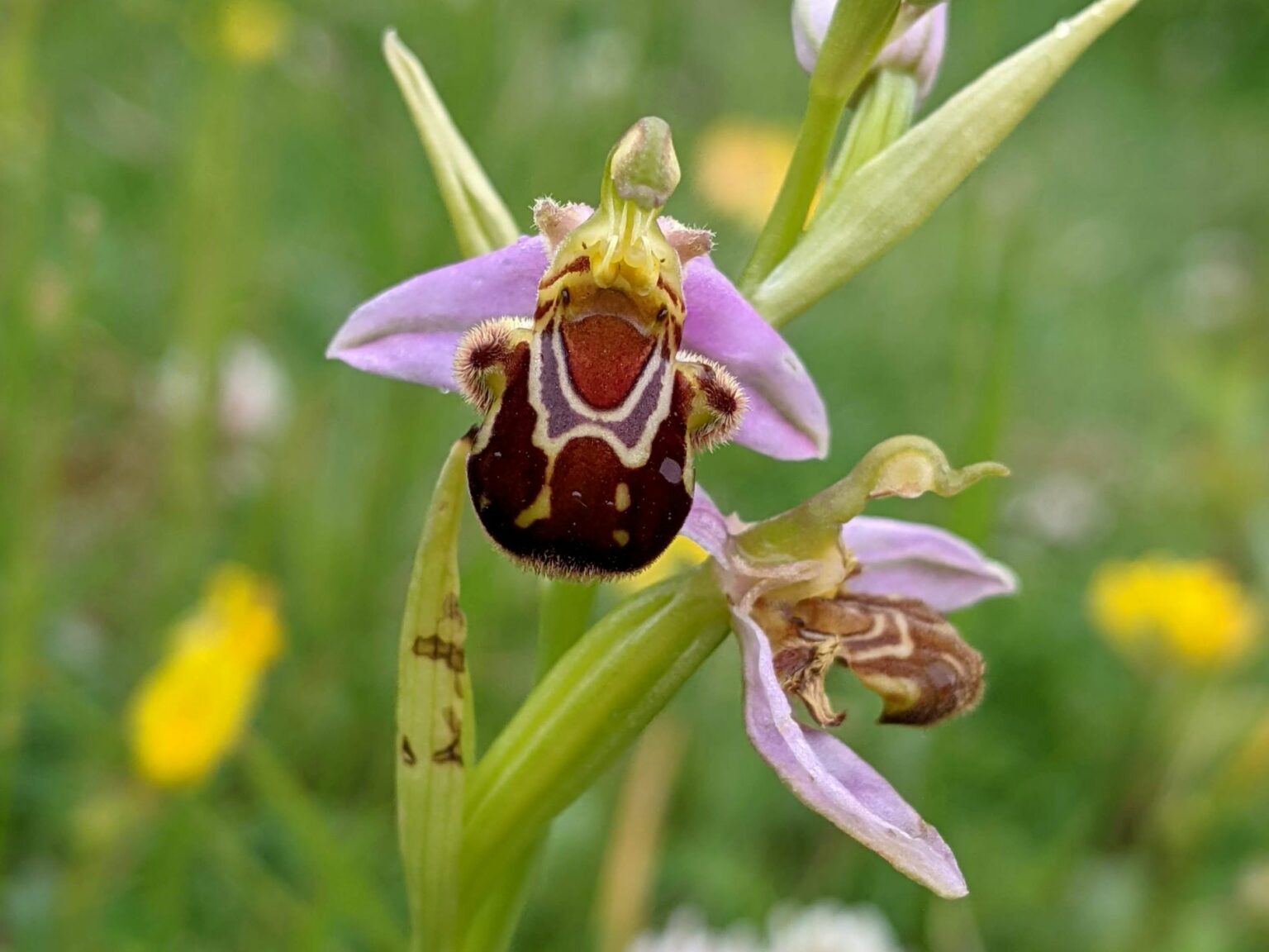 Where and When to see Wild Orchids in the UK - Plantlife