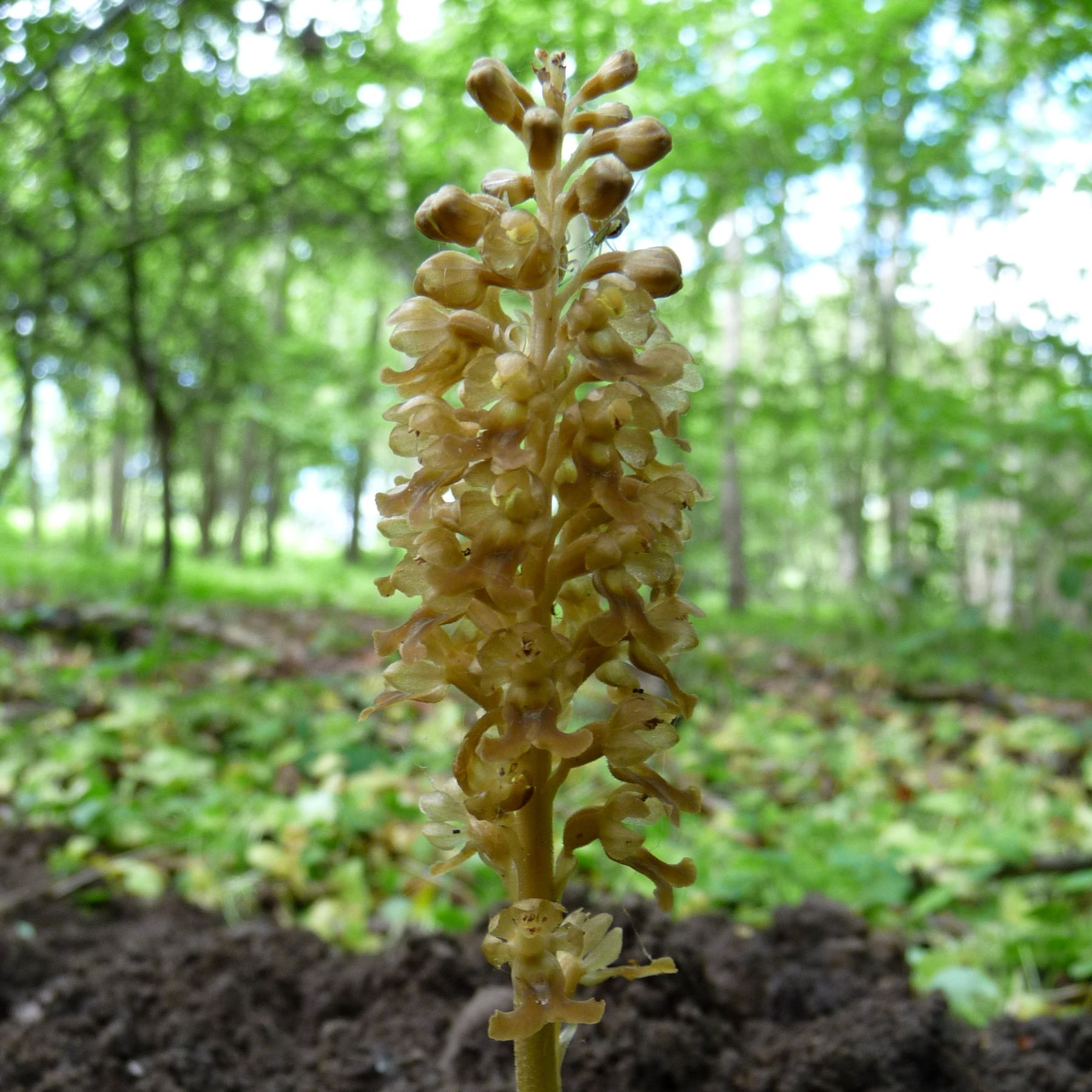 Where and When to see Wild Orchids in the UK - Plantlife