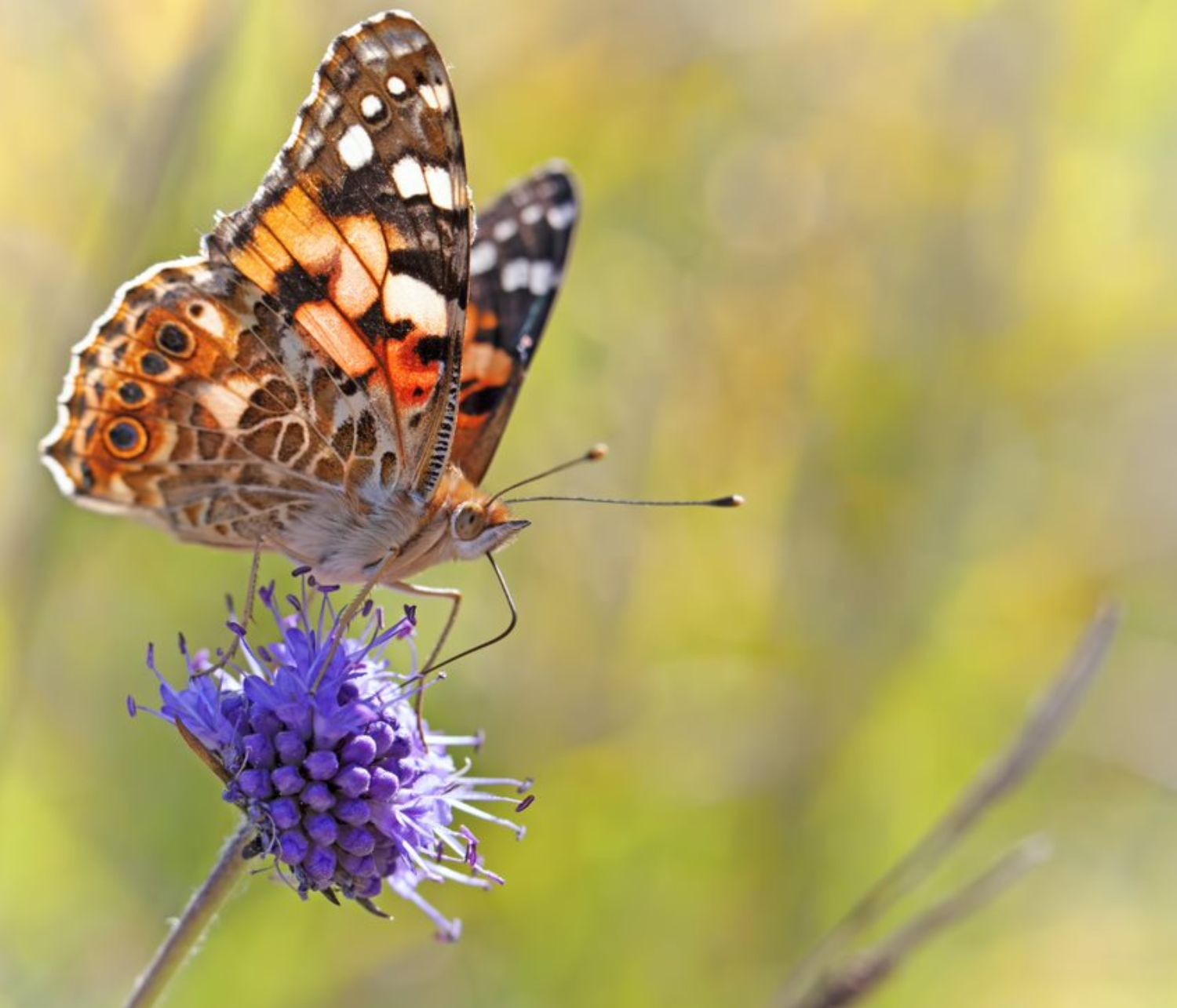 How to make a Pollinator Friendly Garden - Plantlife