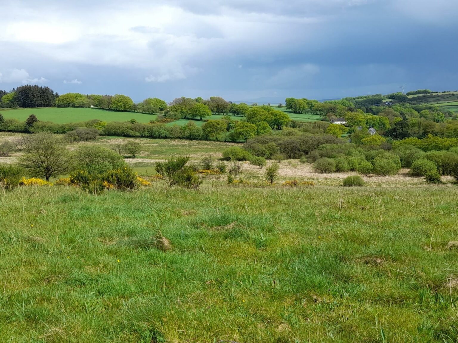 Spring on Plantlife’s Welsh Nature Reserves - Plantlife