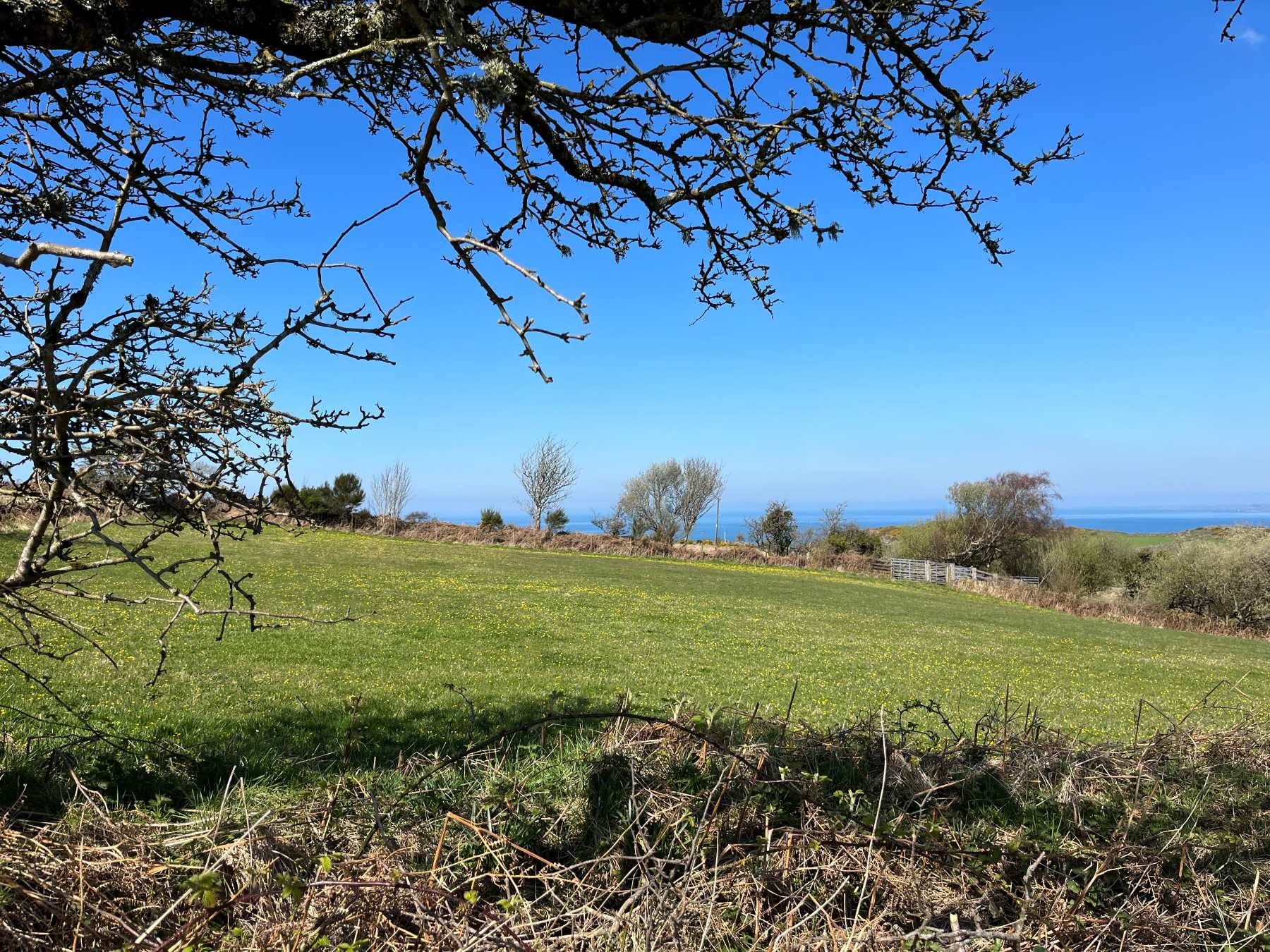 Spring on Plantlife’s Welsh Nature Reserves - Plantlife